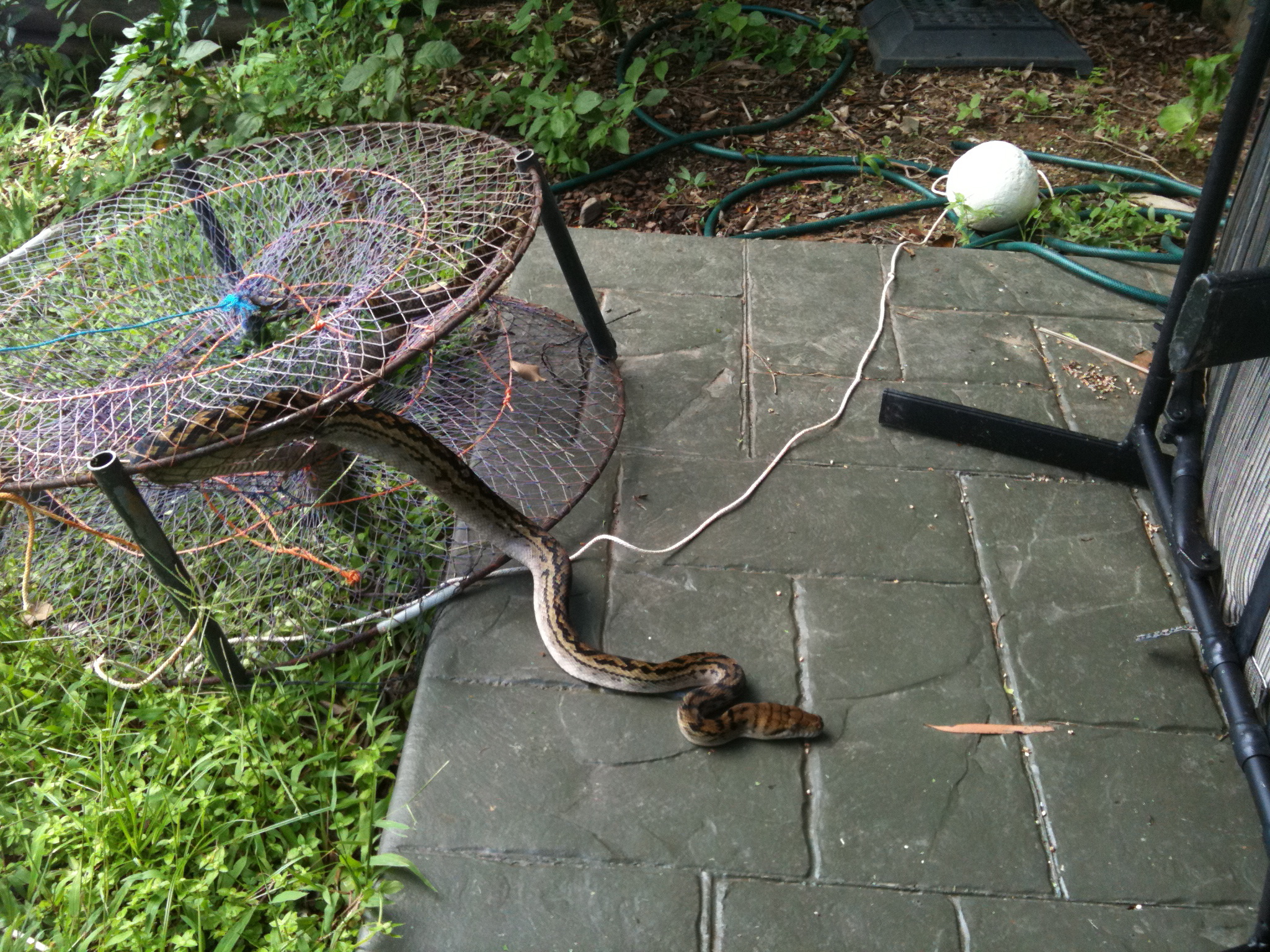 Today we caught a snake in a crab pot - The Andrew Griffiths Business ...